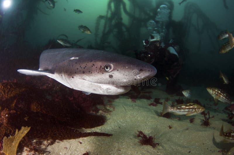 Six Gill Shark stock image. Image of griseus, deep, close - 10018527