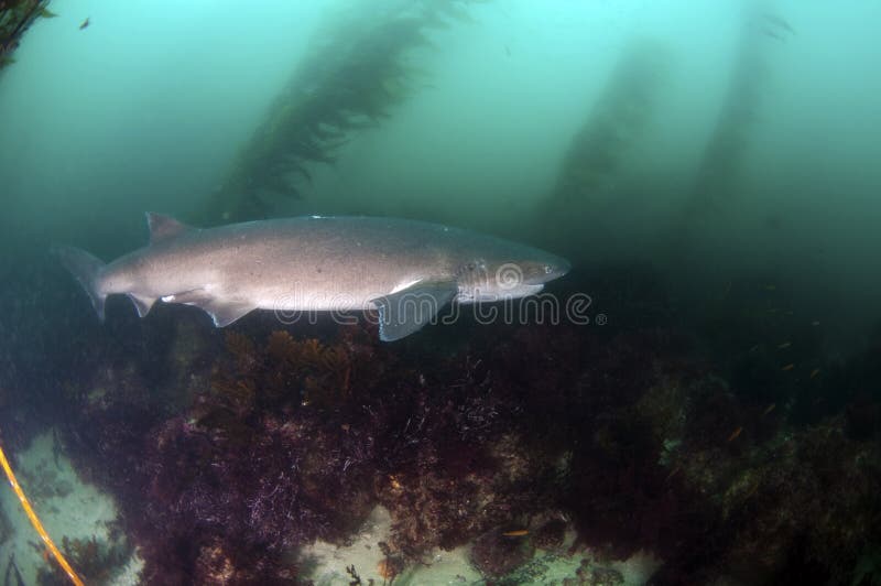 Seven Gill Shark stock photo. Image of wildlife, beach - 33441054