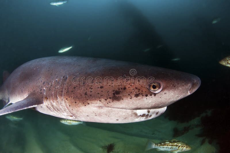 Seven Gill Shark stock photo. Image of saltwater, underworld - 33441066