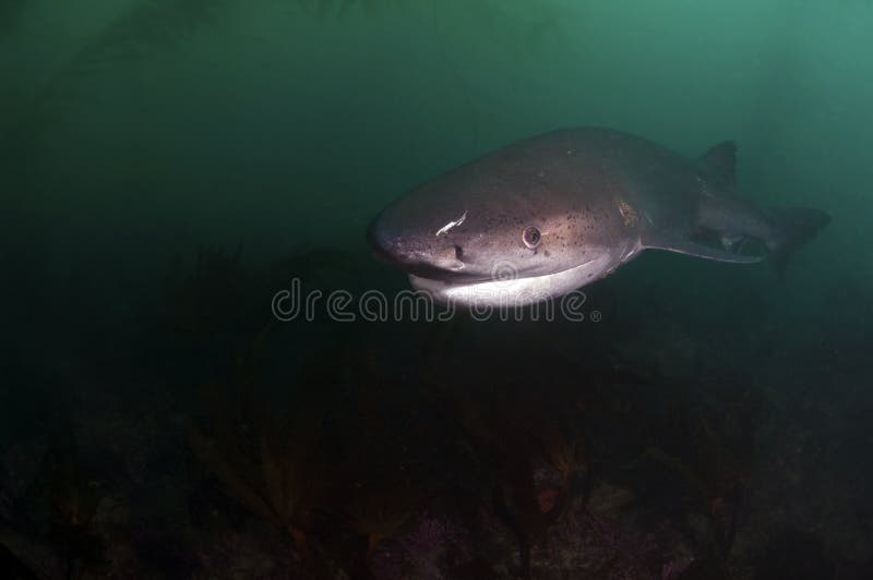 Six Gill Shark stock image. Image of griseus, deep, close - 10018527