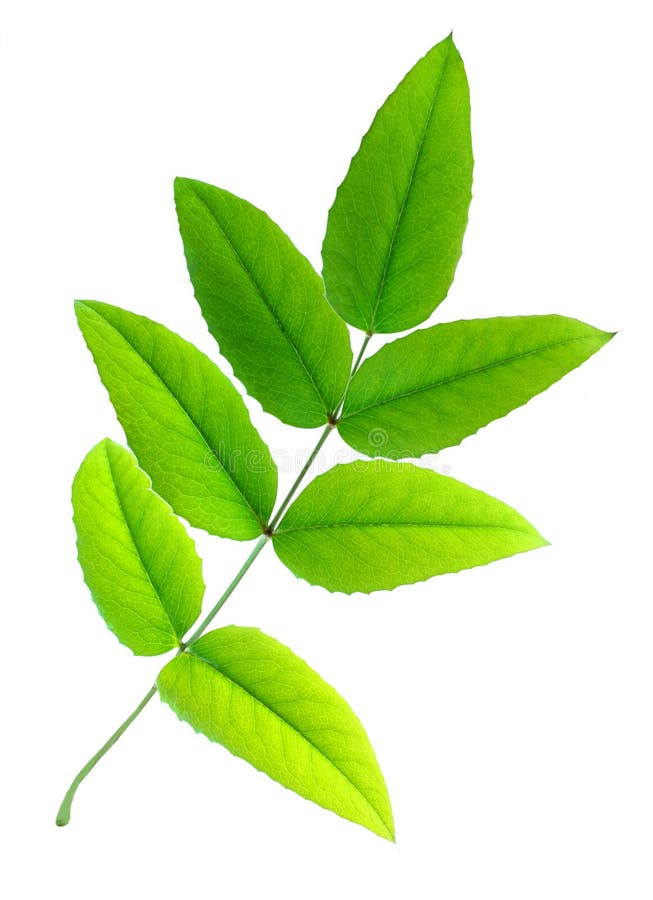 Seven green leaves stock photo. Image of seven, vein - 12672076