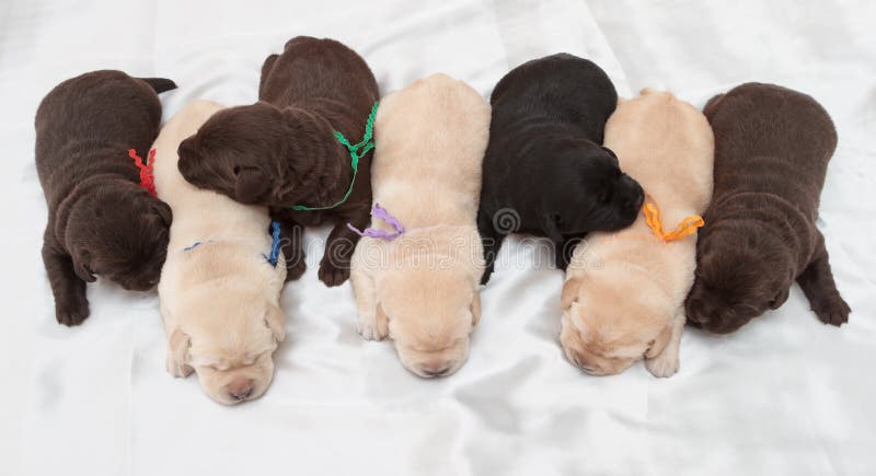Seven Labrador Retriever Puppies Stock Photo - Image of friendship ...