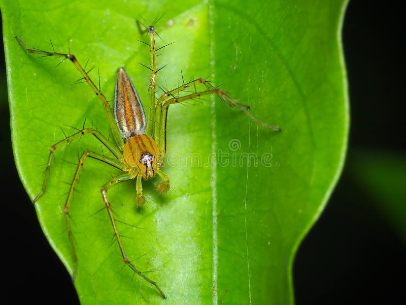 Seven Spider Stock Photos - Free & Royalty-Free Stock Photos from ...