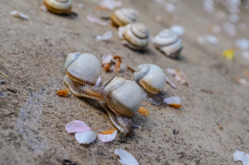 29,882 Beautiful Shells Photos - Free & Royalty-Free Stock Photos from ...
