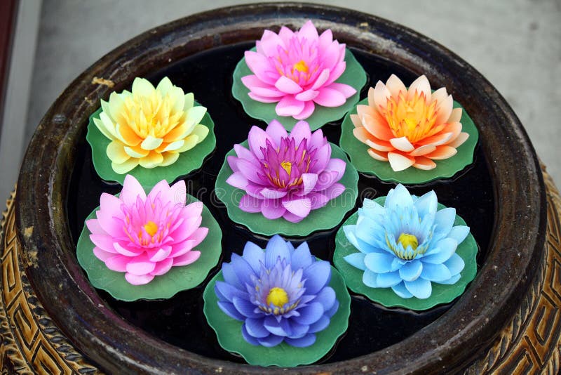 Lotus water lily flower stock image. Image of lilies, elegant - 5911623