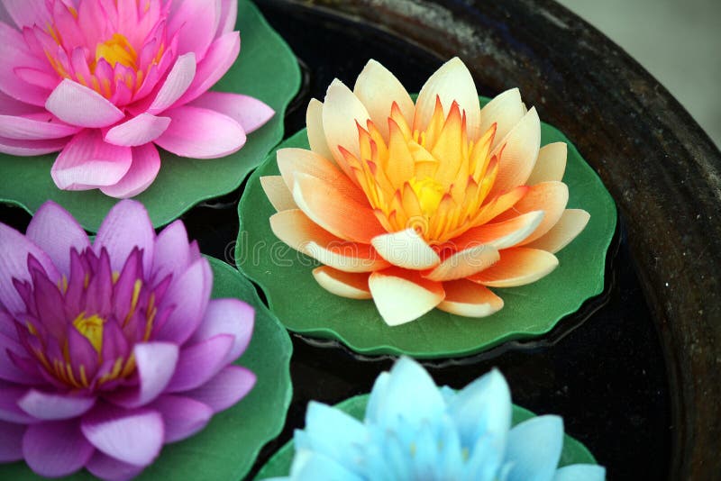 Seven Lotus Flowers Stock Photos - Free & Royalty-Free Stock Photos ...