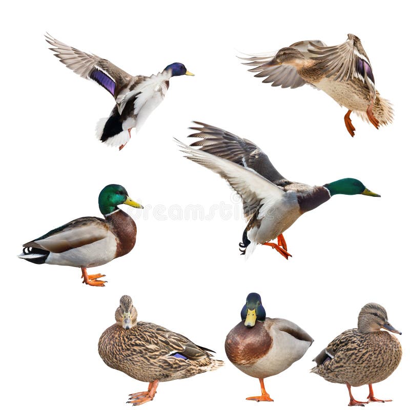 Seven Mallard Ducks Isolated on White Stock Image - Image of white ...