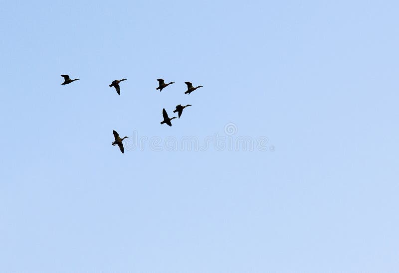 Seven mallards in flight stock photo. Image of flight - 103243406
