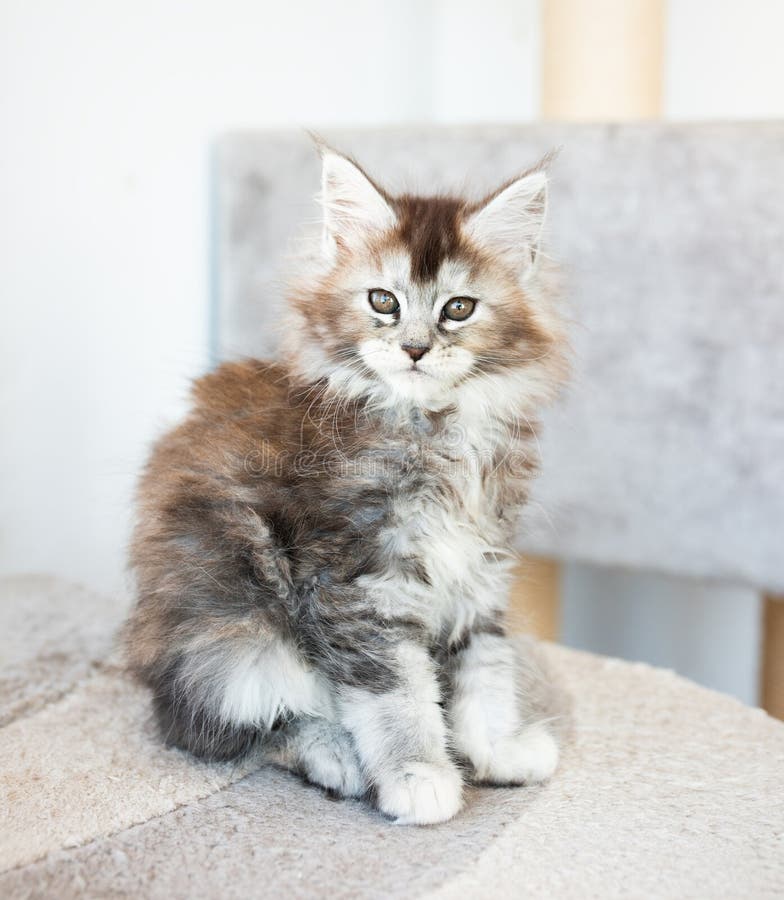 Seven Months Old Kitten Maine Coon, Looking at the Camera, Sitting ... Seven Months Old Kitten Maine Coon, Looking at the Camera, Sitting ...