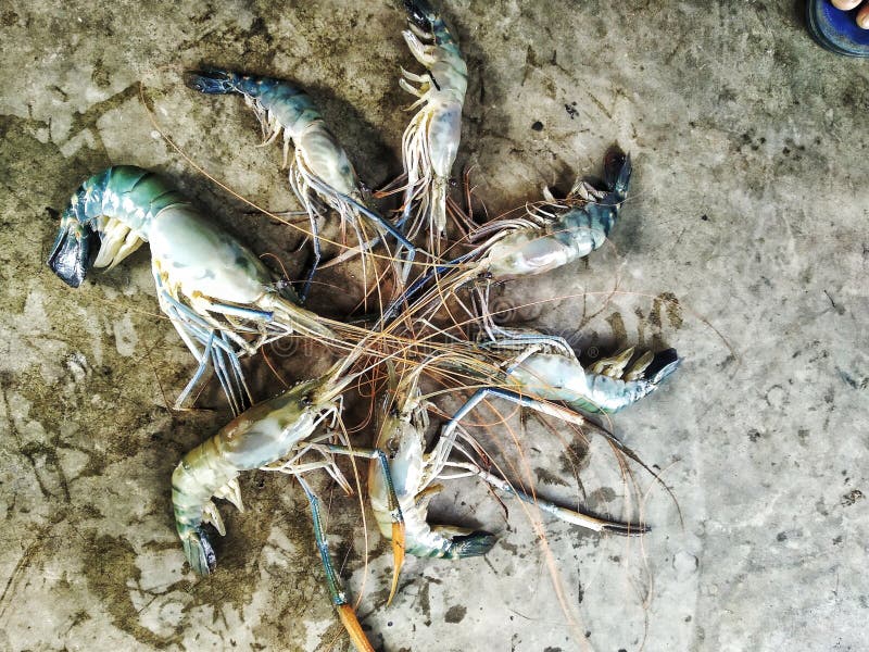 Seven Prawns Together Lying in a Form of Circle Stock Photo - Image of ...