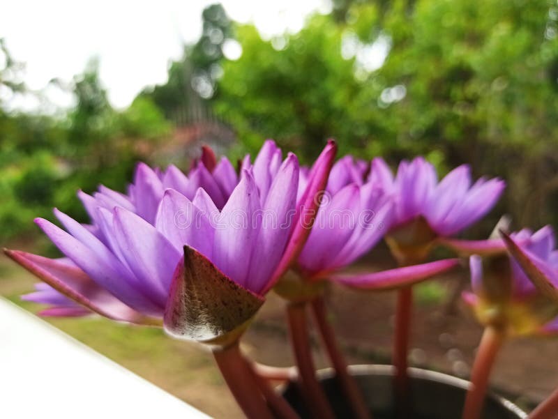 Seven Petal Lotus Stock Photos - Free & Royalty-Free Stock Photos from ...