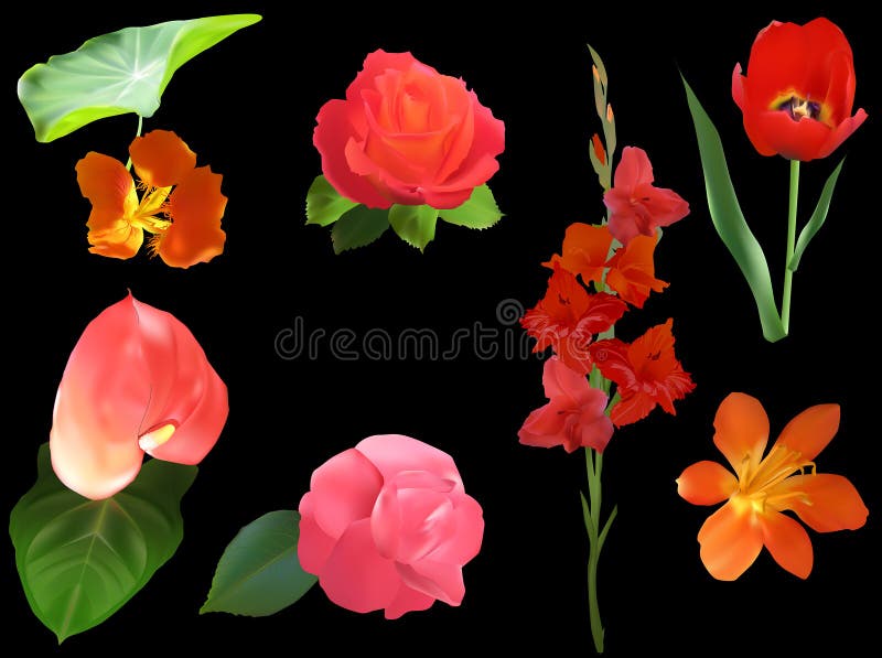 Seven Red Flowers Isolated Black Stock Illustrations – 16 Seven Red ...