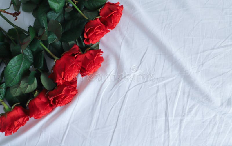 297 Seven Red Roses Stock Photos - Free & Royalty-Free Stock Photos ...