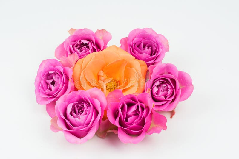 Seven red roses stock image. Image of color, background - 41926649