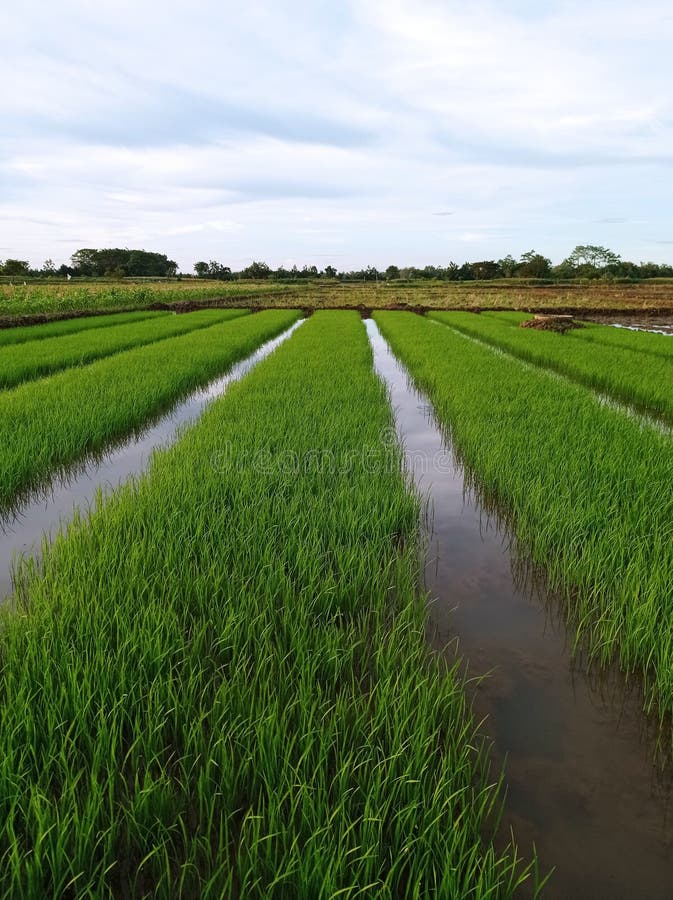Seven Rows of 17_year_ Old Rice Seeds Stock Image - Image of rows ...