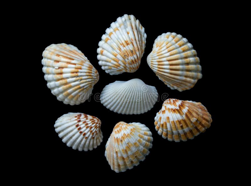 Seven seashells stock photo. Image of pattern, ocean - 169558792