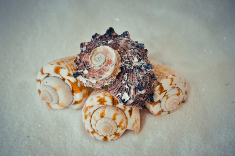 A Set of Several Different Shells on a White Sand Stock Photo - Image ...