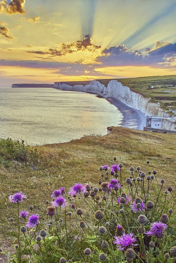 Portrait View of Chalk Cliffs at Sunset with Wild Flowers Stock Photo ...