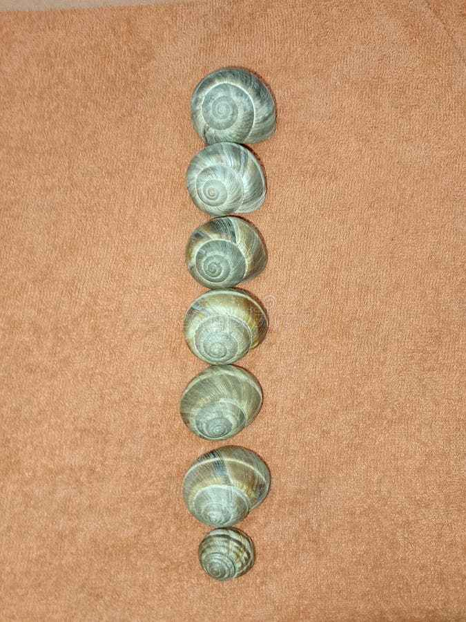 Seven Snails Background Stock Photos - Free & Royalty-Free Stock Photos ...