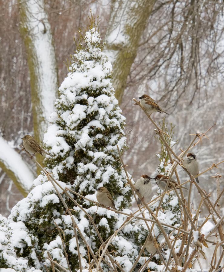Sparrows Perched Spruce Branch Stock Photos - Free & Royalty-Free Stock ...