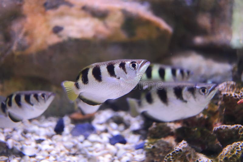 Seven Spot Archerfish Largescale Archerfish Stock Photos - Free ...