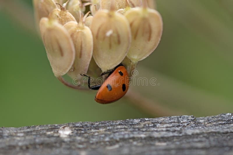 Seven Spot Lady Beetle on Cow Parsnip Buds Stock Photo - Image of ...