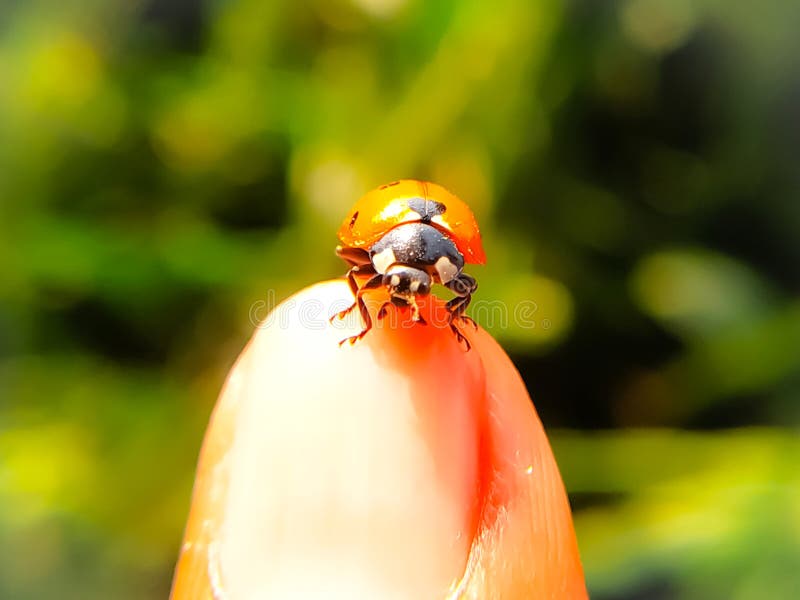 258 Bug Thumb Stock Photos - Free & Royalty-Free Stock Photos from ...