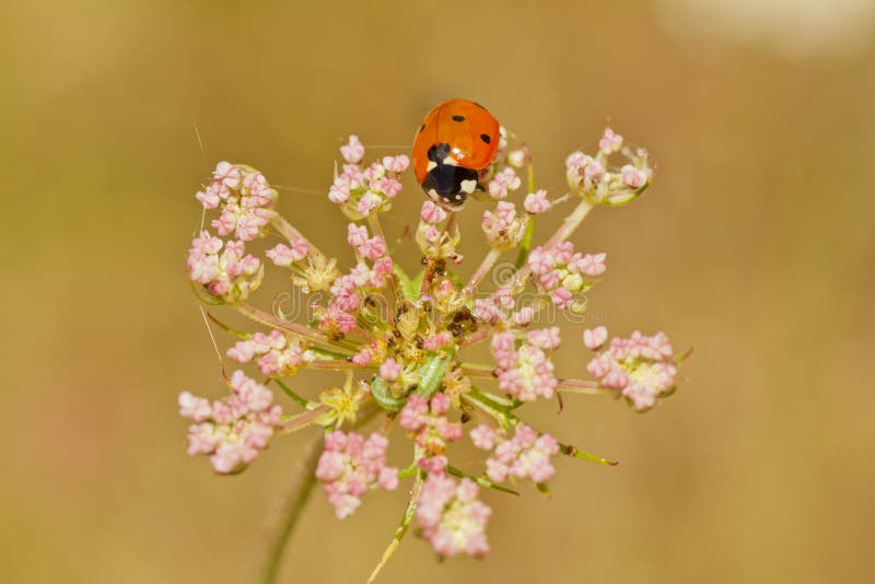 Seven-spot ladybug stock photo. Image of biology, leaf - 42505002