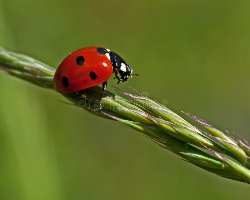 Seven-spotted Ladybug, Coccinella Septempunctata Stock Image - Image of ...