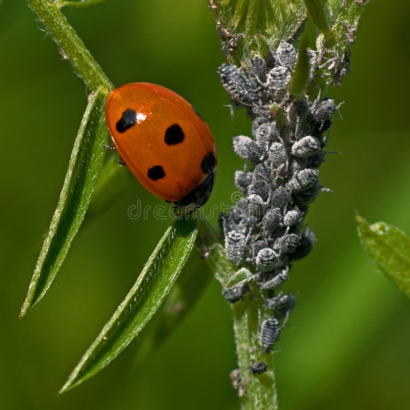 Ladybug, Coccinella Septempunctata. Life Cycle Stock Photo - Image of ...