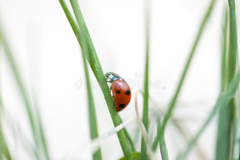 Ladybug in Grass stock image. Image of warm, light, element - 4138545