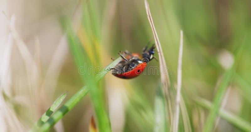 Seven Spotted Ladybug in the Grass Stock Footage - Video of closeup ...