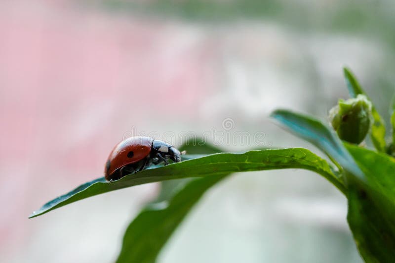 Seven-spotted Ladybug on Leaf Stock Photo - Image of insect, dwarf ...