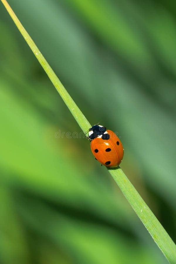 Seven-spotted Lady Beetle - Coccinella Septempunctata Stock Photo ...
