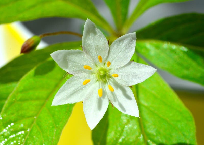Seven star blossom stock photo. Image of seven, green - 40768634