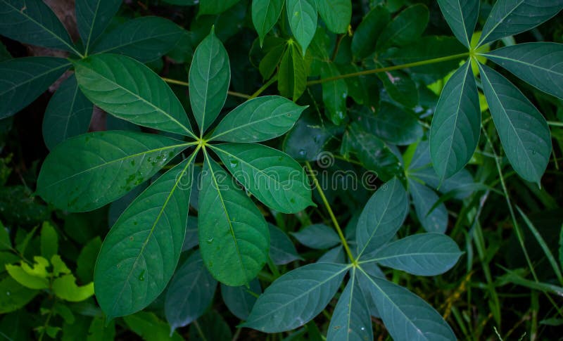 Seven Star Green Leaves on the Roadside. the Combination of the Seven ...