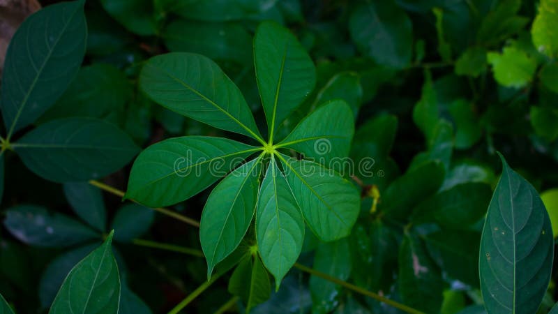 Seven Star Green Leaves on the Roadside. the Combination of the Seven ...