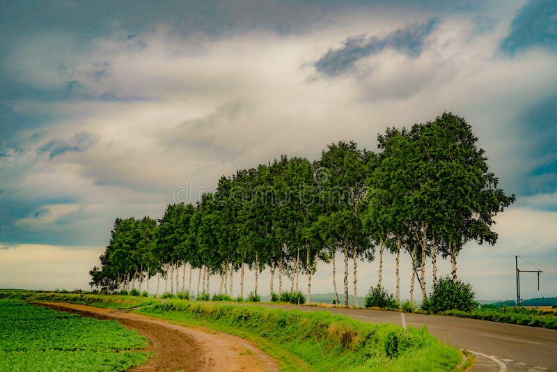 Seven Star Tree Hokkaido Biei-cho Stock Photo - Image of summer, cloudy ...
