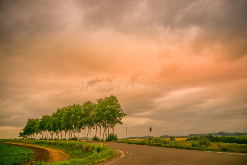 Seven Star Tree Hokkaido Biei-cho Stock Image - Image of bieicho, grass ...
