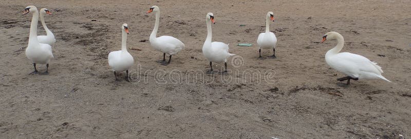Seven swans stock photo. Image of nature, swans, white - 49690898