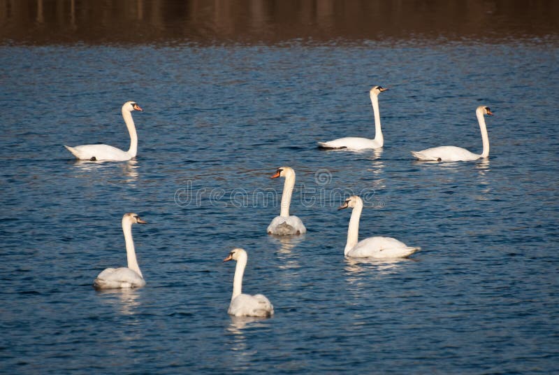 Seven Swans A Swimming Meaning