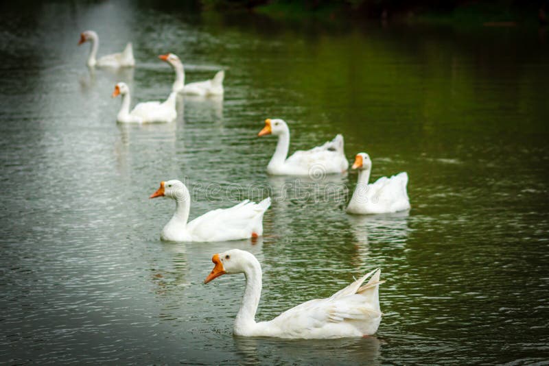 122 Seven Swans Stock Photos - Free & Royalty-Free Stock Photos from ...
