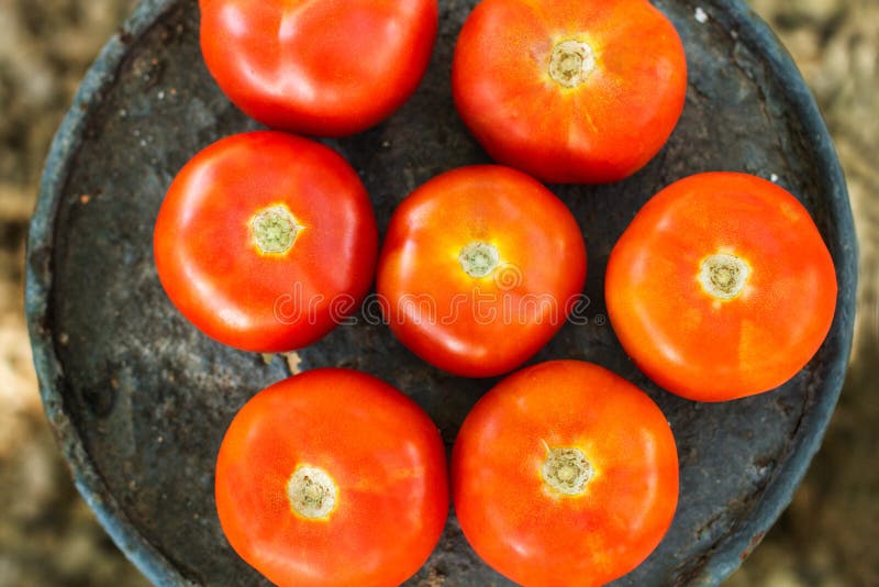 Seven Tomatoes Building a Ring of Vegetables Stock Photo - Image of ...