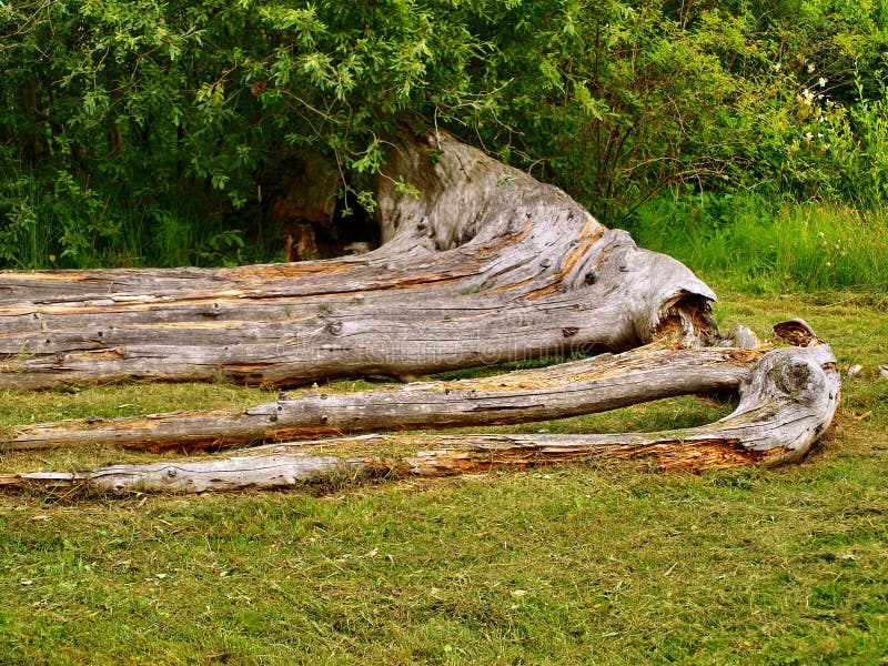 Seven-tree. stock image. Image of bornholm, sensation - 49163587