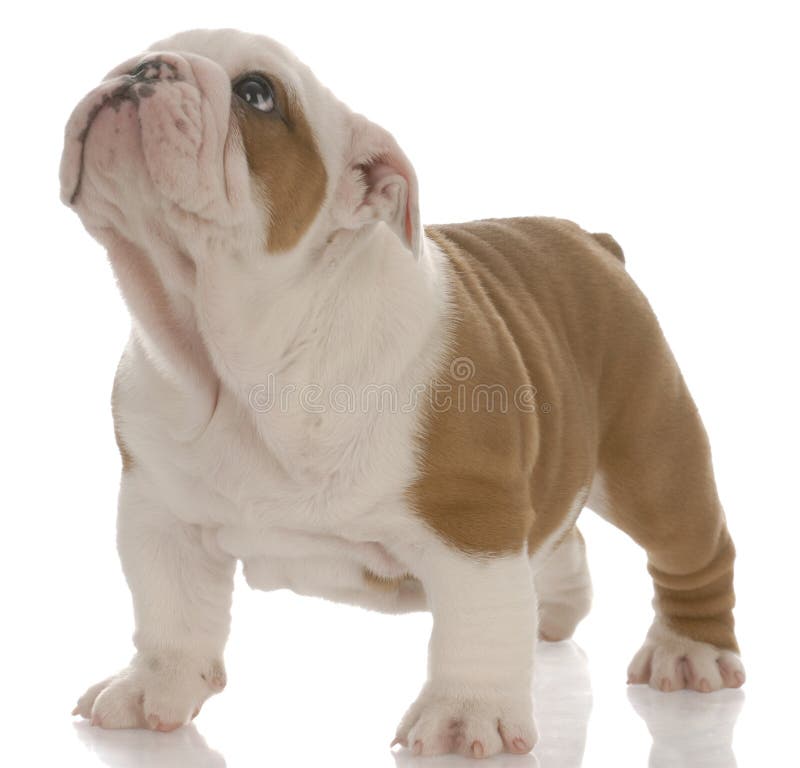 Seven week old puppy stock image. Image of life, domestic - 12214691