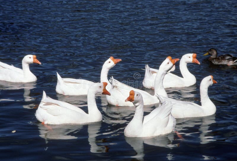 Seven white ducks stock photo. Image of spring, feathers - 324533432