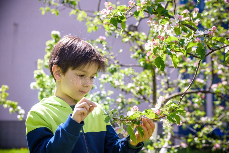 Seven Year Old Boy Looks at a Flowering Tree in Spring Afternoon Stock ...