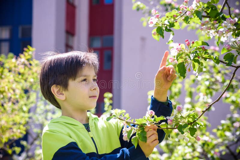 Seven Year Old Boy Looks at a Flowering Tree in Spring Afternoon Stock ...