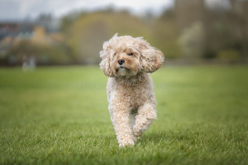 Seven Year Old Cavapoo Playing with His Toy Squirrel Stock Image ...