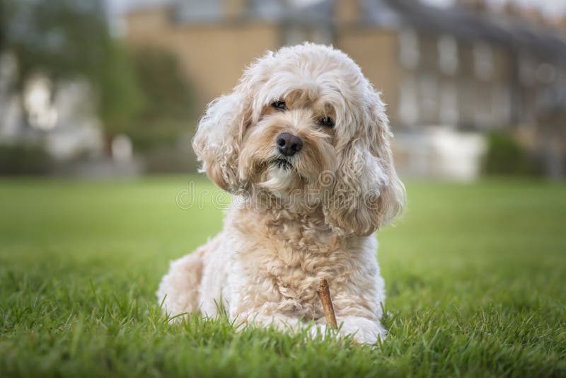 Seven Year Old Cavapoo Laying on the Grass with His Stick and a Curious ...